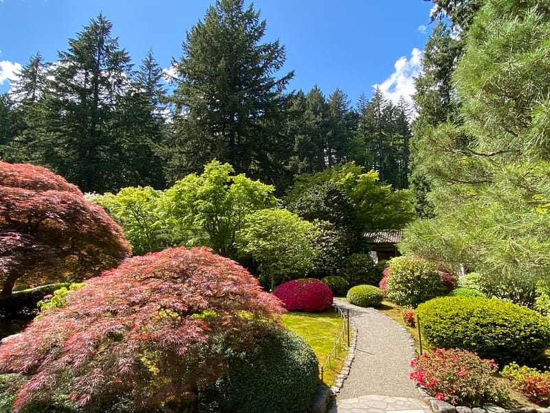 Spring Update: May 11 – Portland Japanese Garden