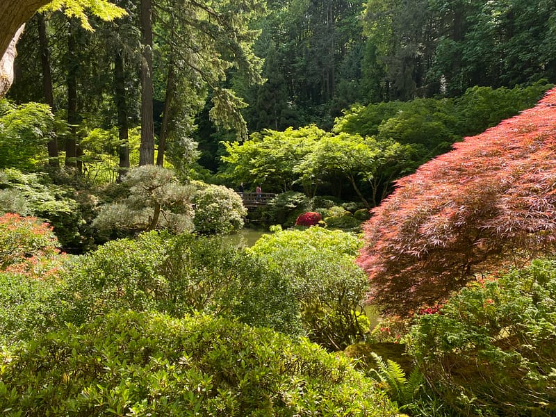 Spring Update: May 11 – Portland Japanese Garden