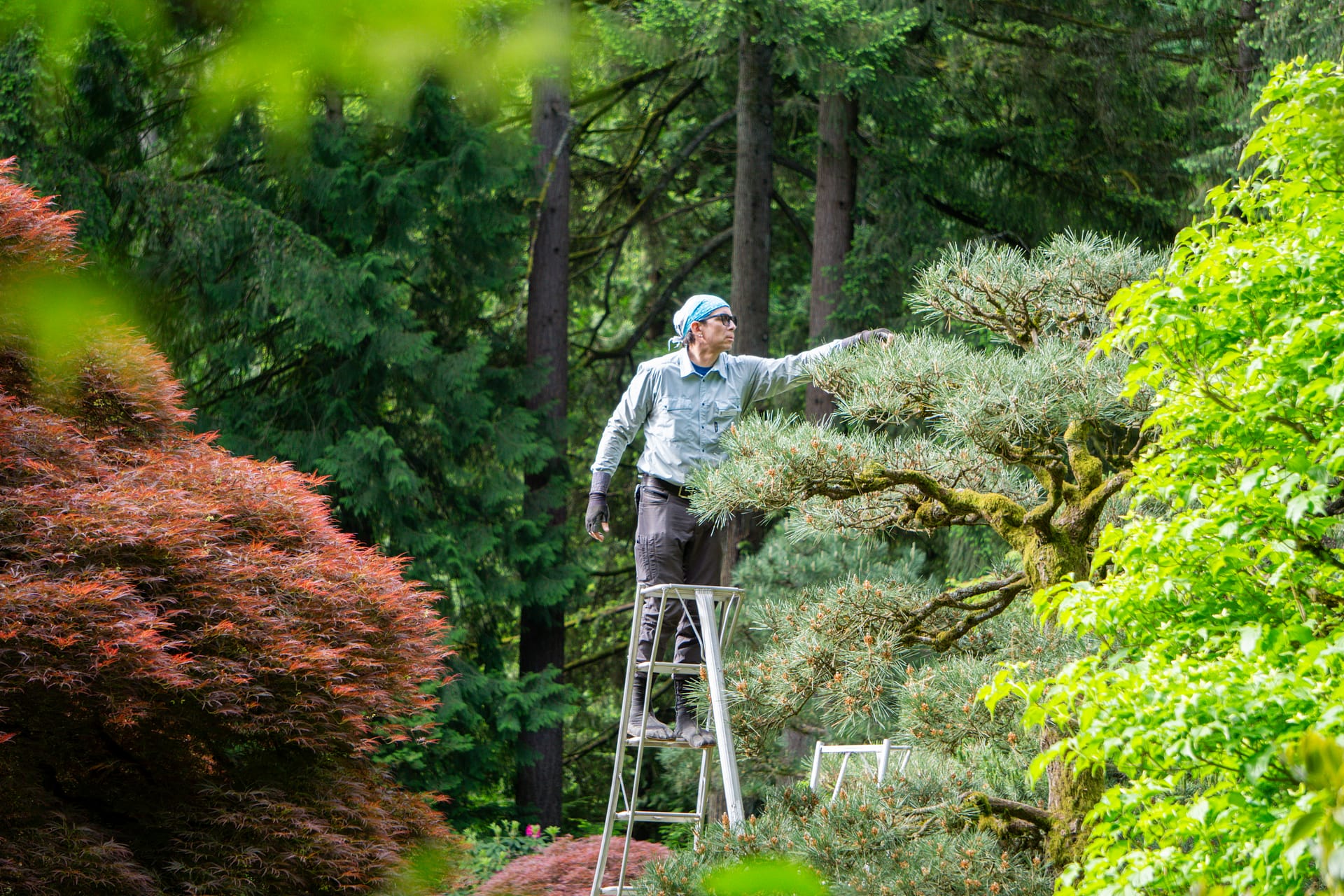 An Authentic Sense of Pride in Gardening – Portland Japanese Garden