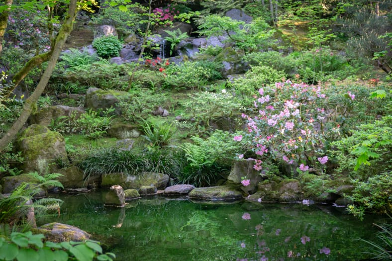 2024 Spring Bloom Watch – Portland Japanese Garden