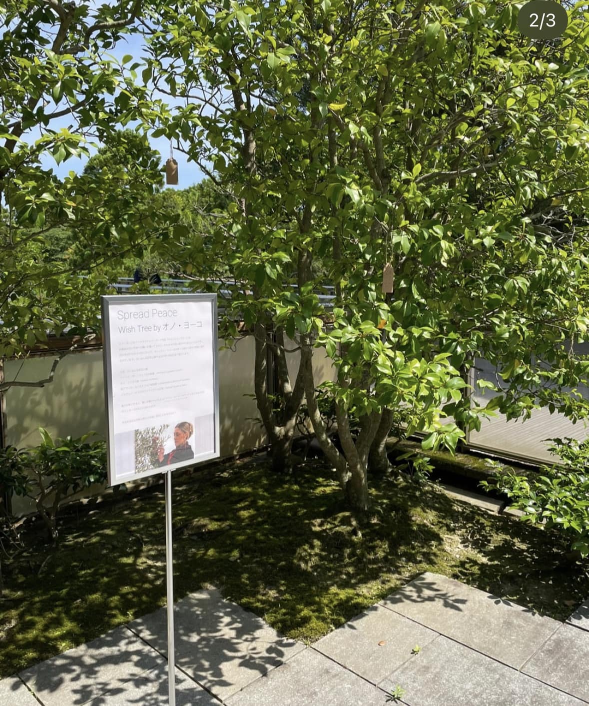 Yoko Ono Wish Tree Art Installation Brings Message of Hope to Portland ...