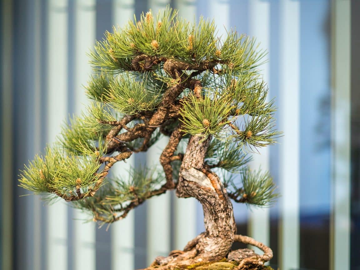 Cultural Demonstration: Bonsai – Portland Japanese Garden