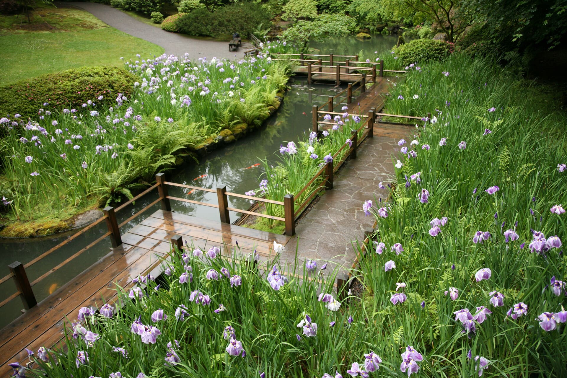 Greater Portland Iris Society Show – Portland Japanese Garden