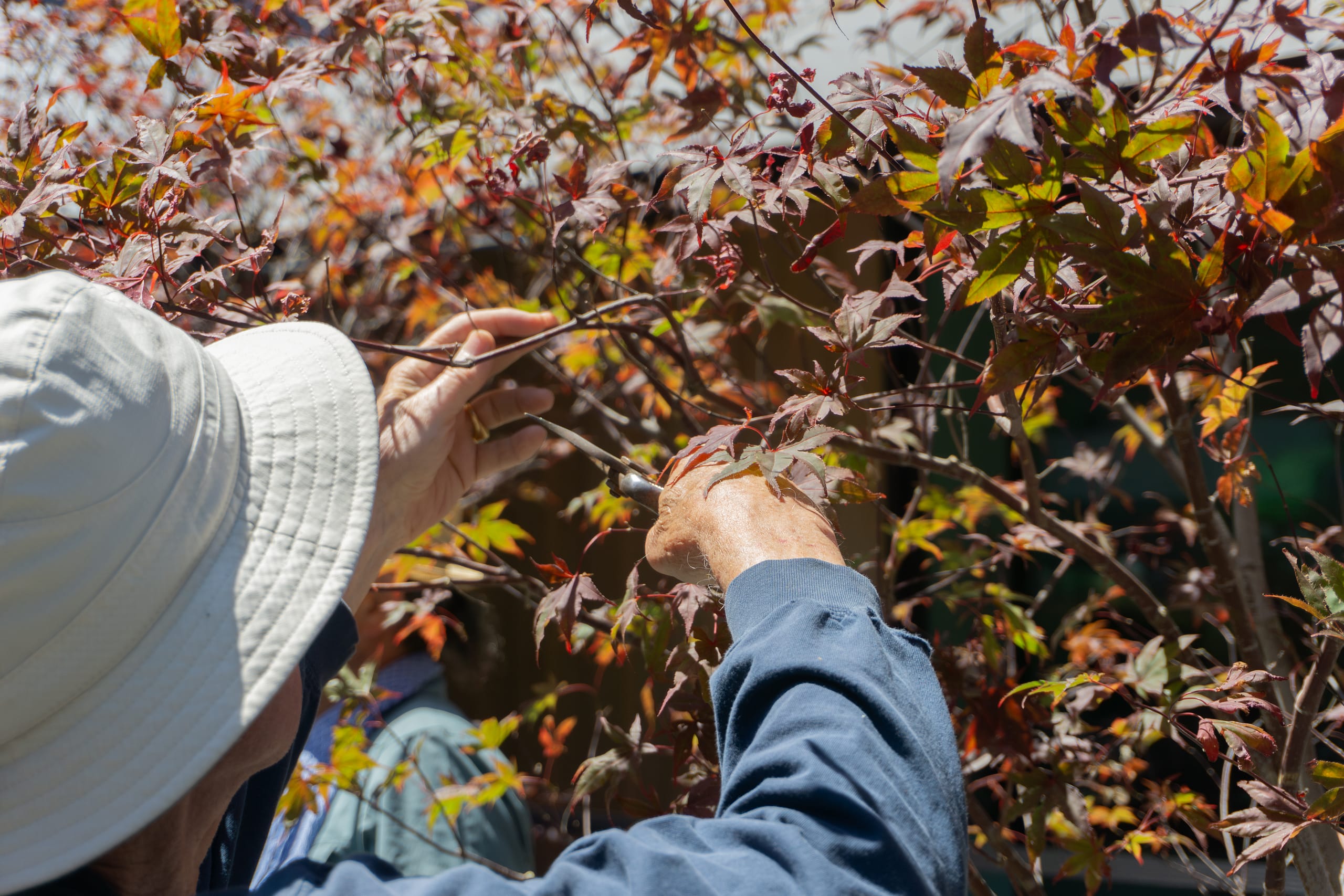 Maple Pruning Workshops – Portland Japanese Garden