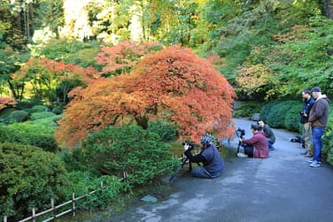 Fall Color Updates 2022 – Portland Japanese Garden