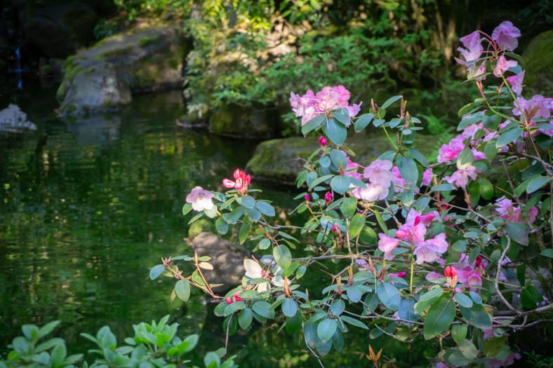 2024 Spring Bloom Watch – Portland Japanese Garden
