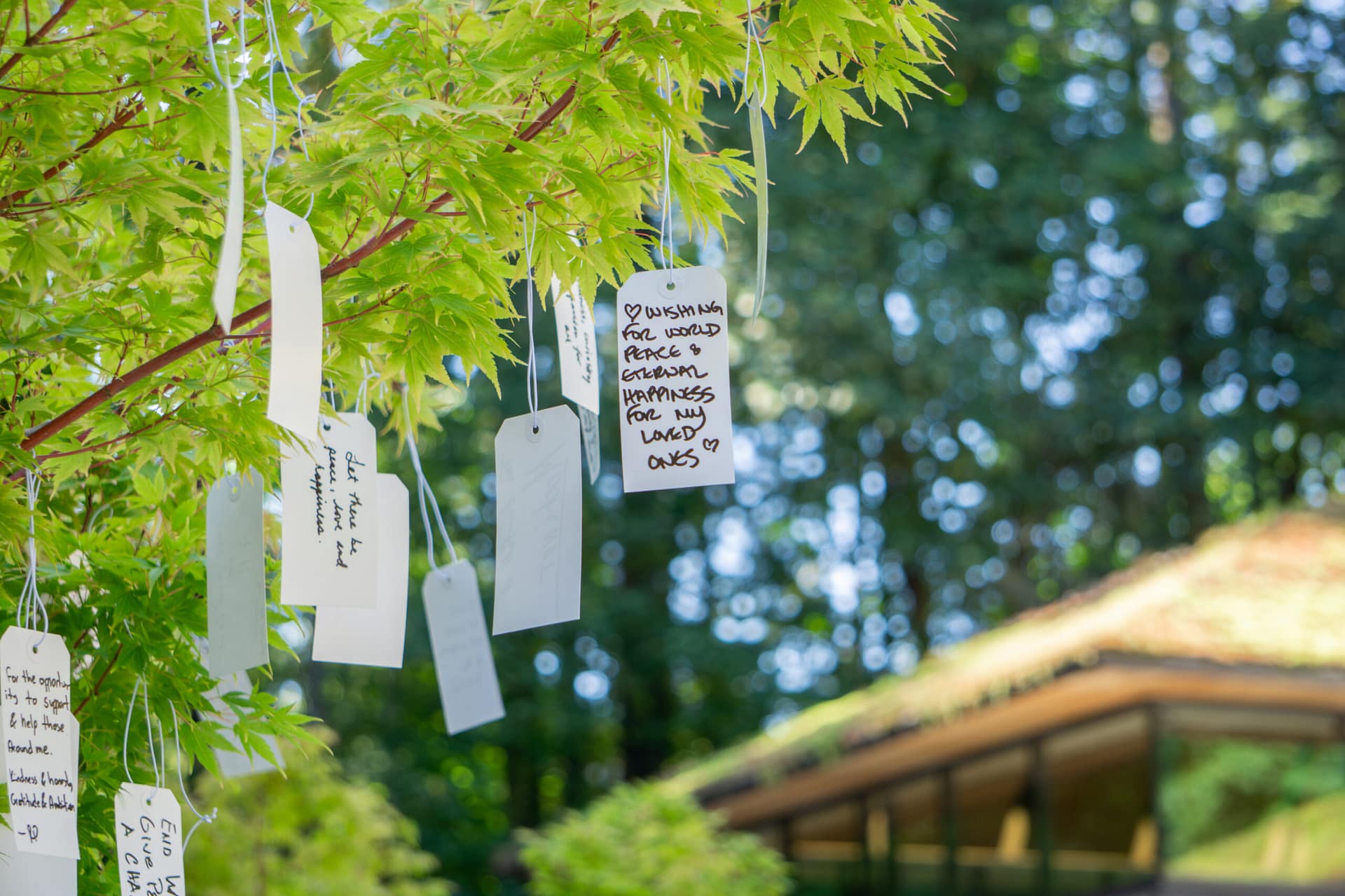 Yoko Ono Wish Tree Art Installation Brings Message of Hope to Portland ...