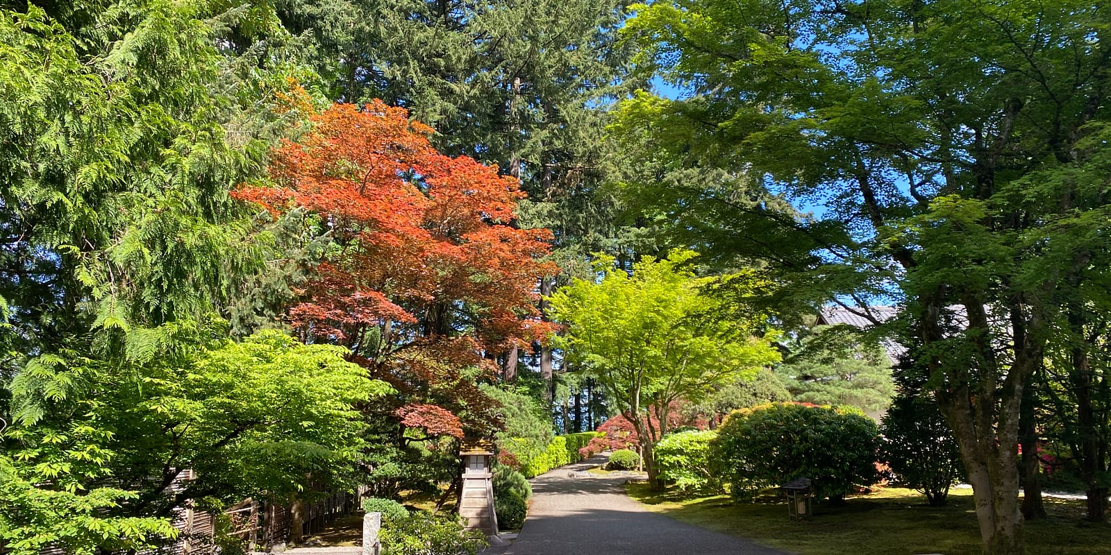 Spring Update: May 11 – Portland Japanese Garden