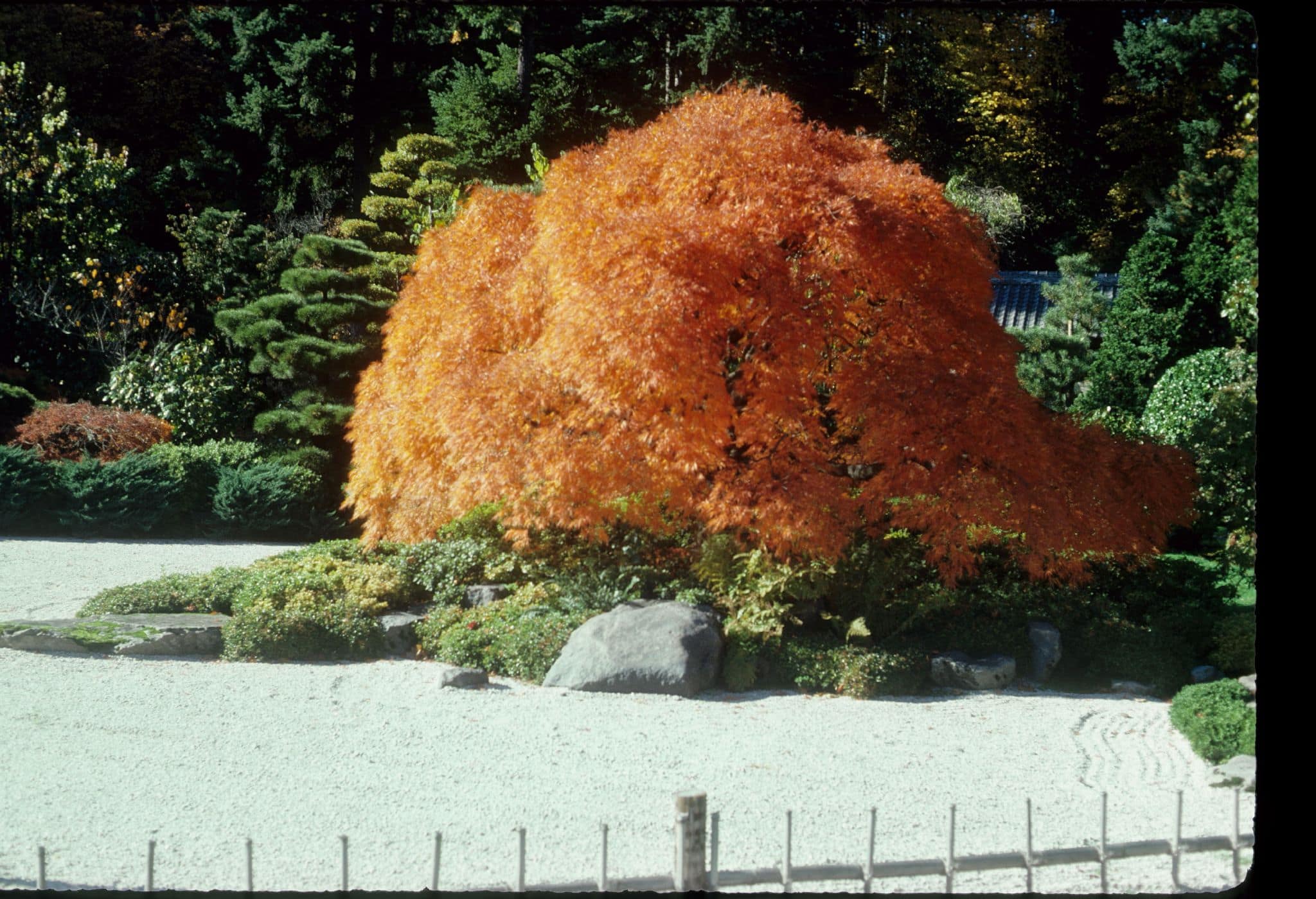 How Community Generosity Led to the Donation of a Maple Tree – Portland ...