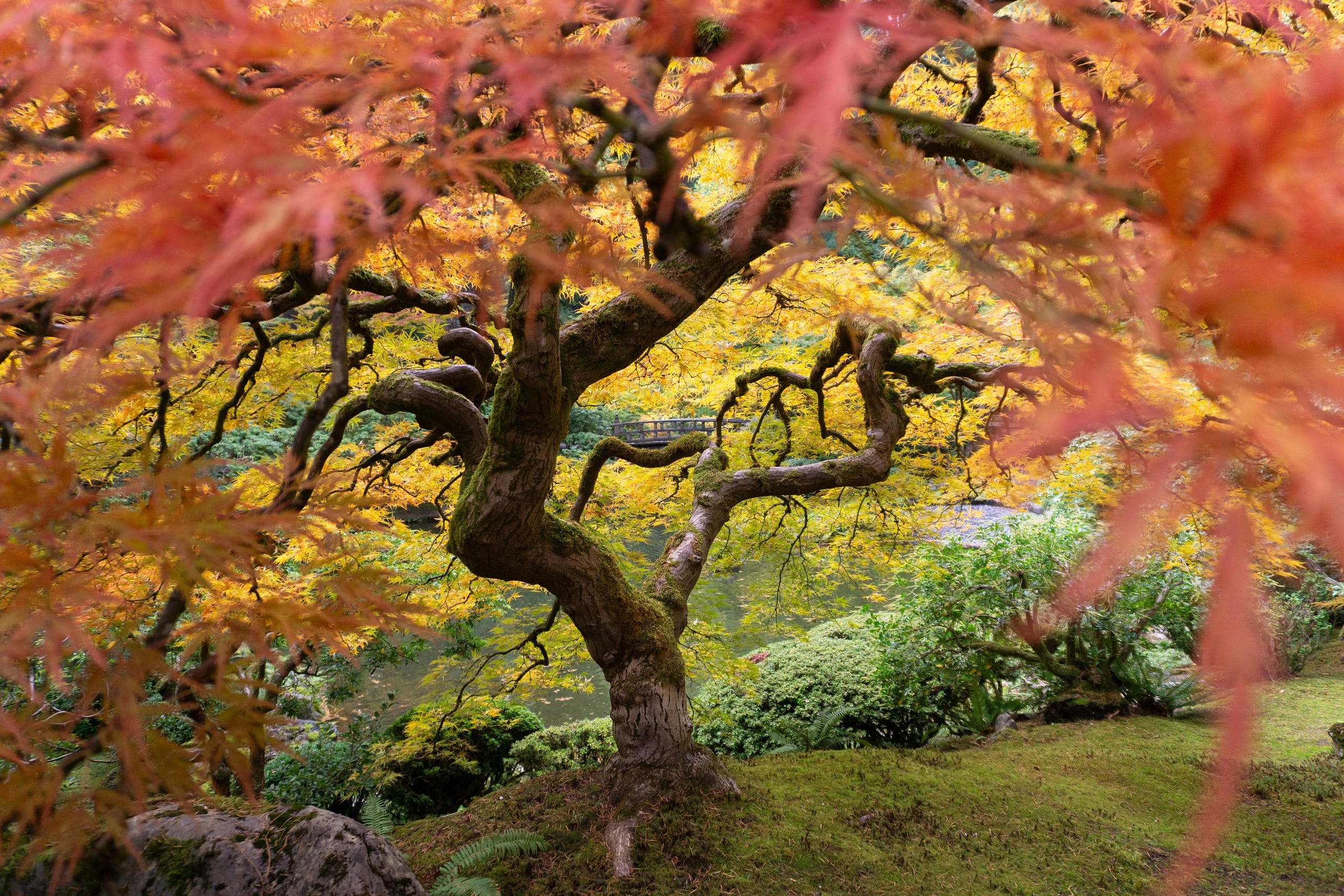 From KOIN-TV: Portland’s Most Photogenic Tree Sees Peak Fall Foliage ...