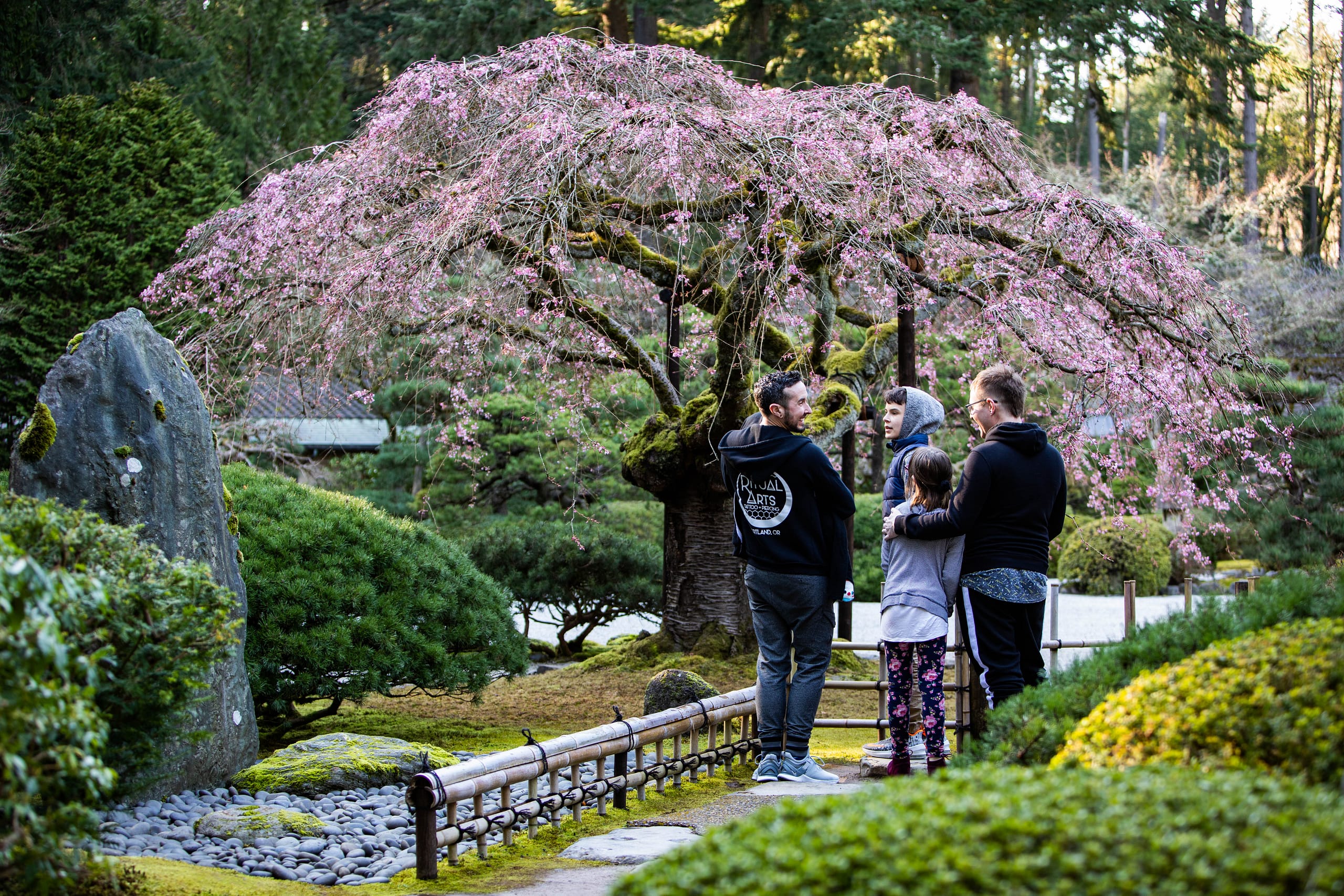 The Sakura of Spring: Cherry Blossoms in Portland Japanese Garden – Portland Japanese Garden