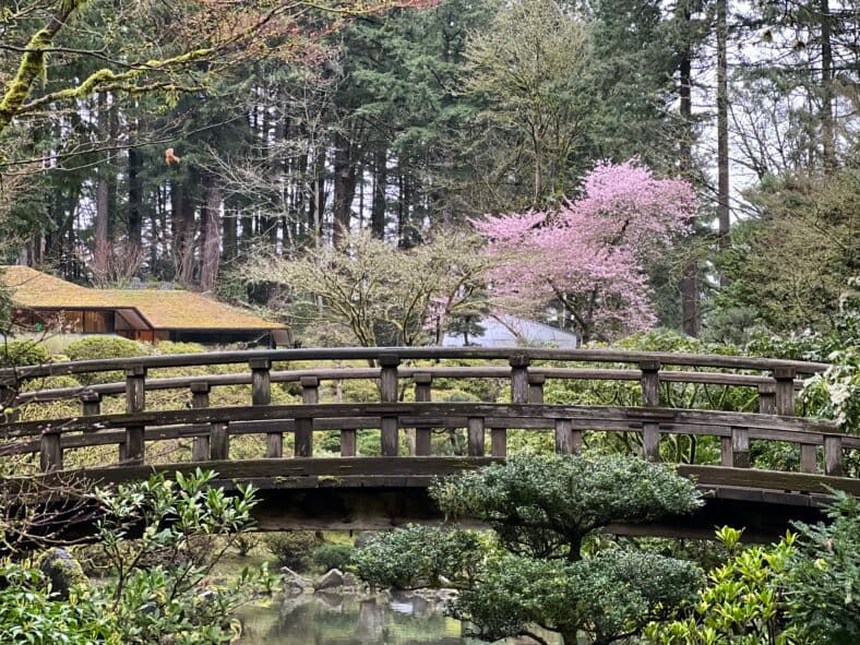 Portland Japanese Garden Spring Weeping Cherry, Flat Garden, From