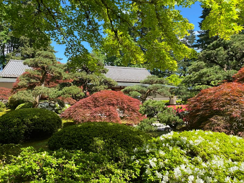 Spring Update: May 11 – Portland Japanese Garden
