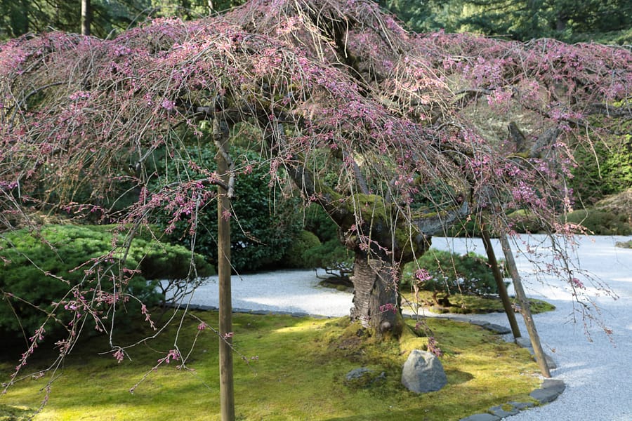 Signs of Spring – Portland Japanese Garden