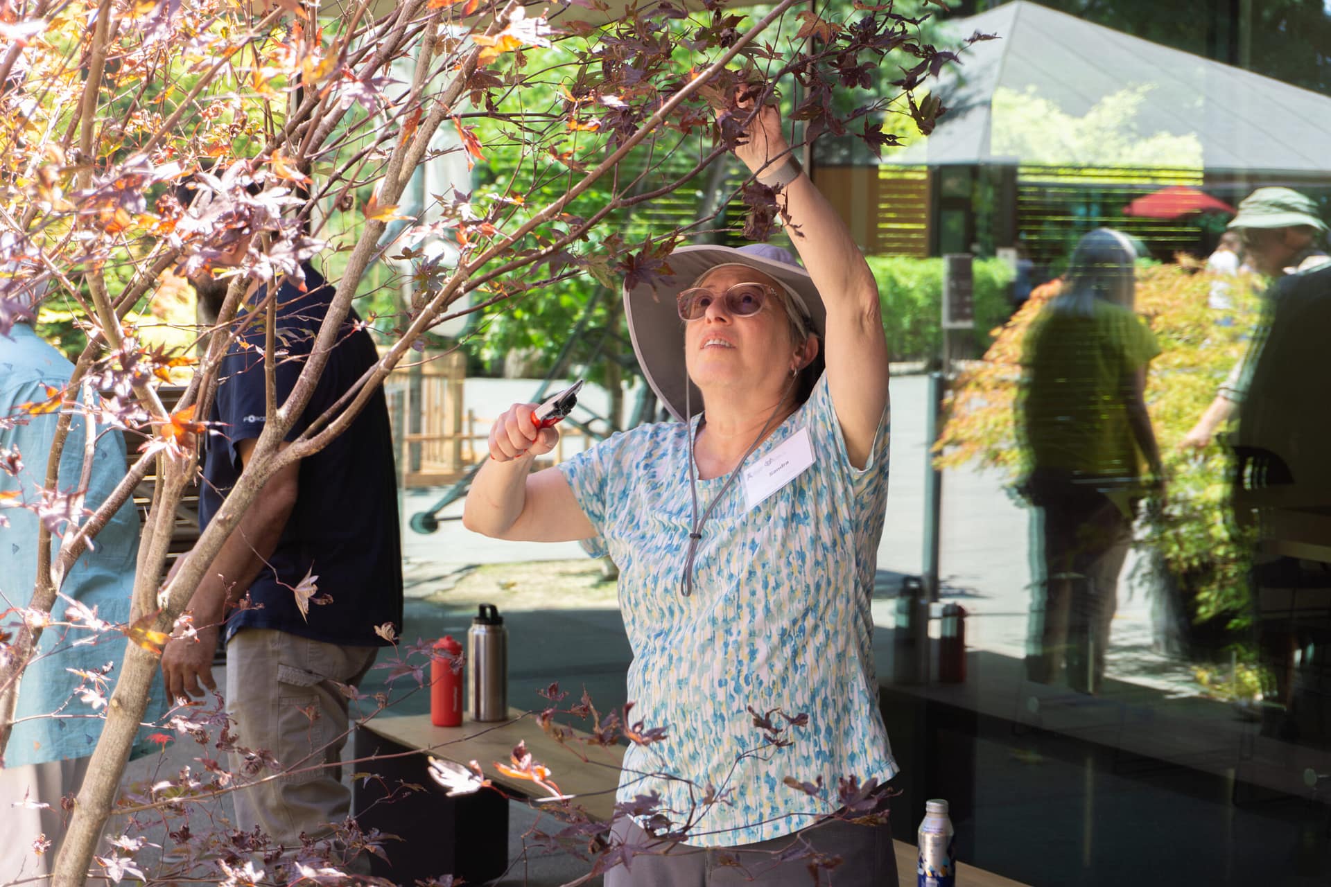 Tips on Japanese Maple Pruning – Portland Japanese Garden